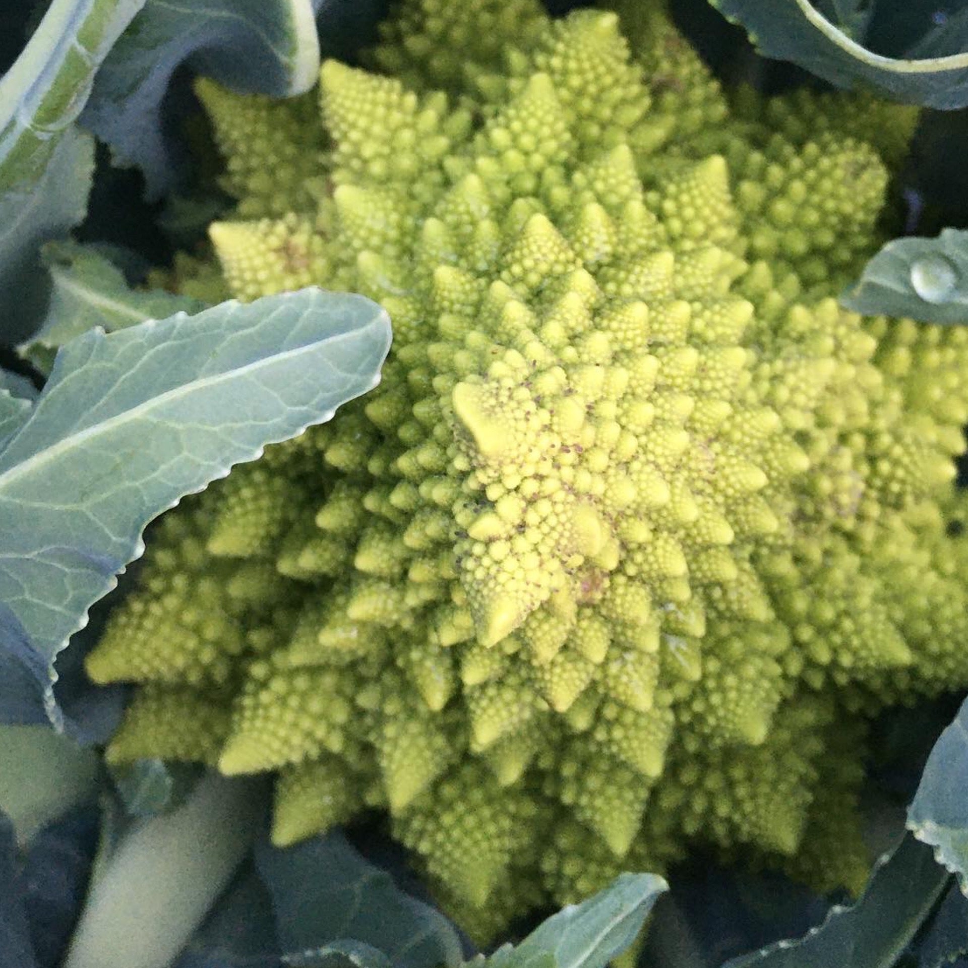 Cauliflower, Romanesco, Organic (Kent Family Growers) | Free Verse Farm ...